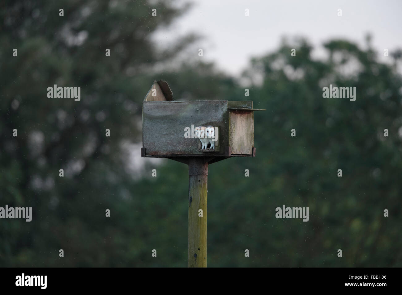 Barn Owl, Tyto alba, young around nest box Stock Photo - Alamy