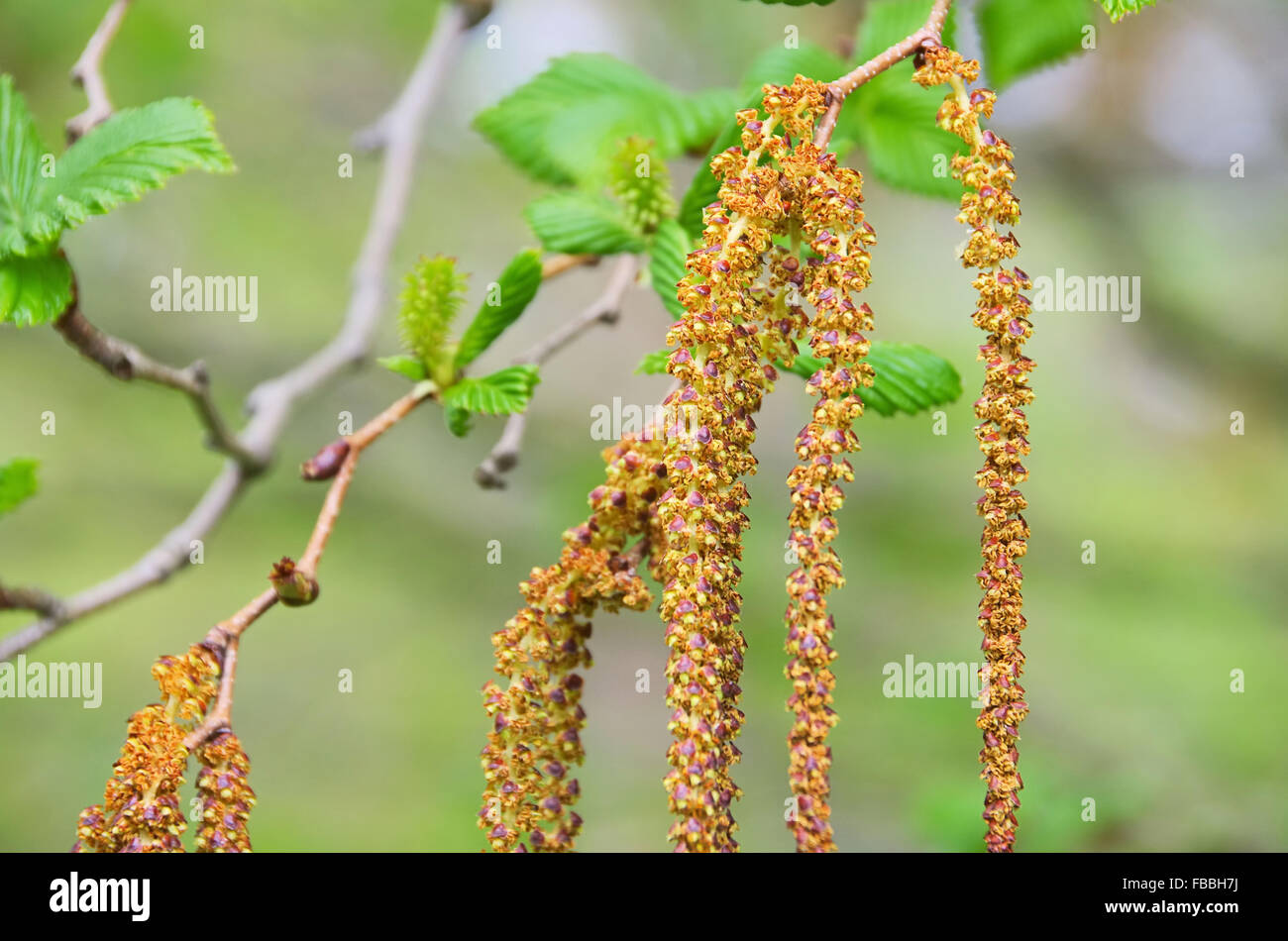 Birkenpollen - seed of birch 03 Stock Photo - Alamy