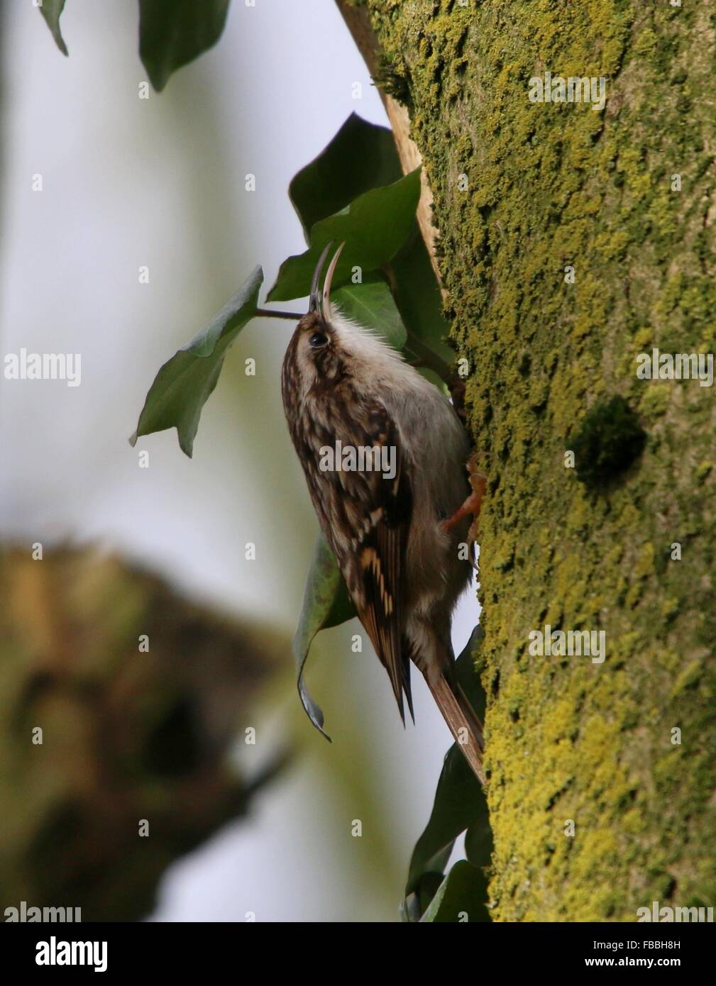 Short-toed Treecreeper (Certhia brachydactyla) climbing up a tree and ...