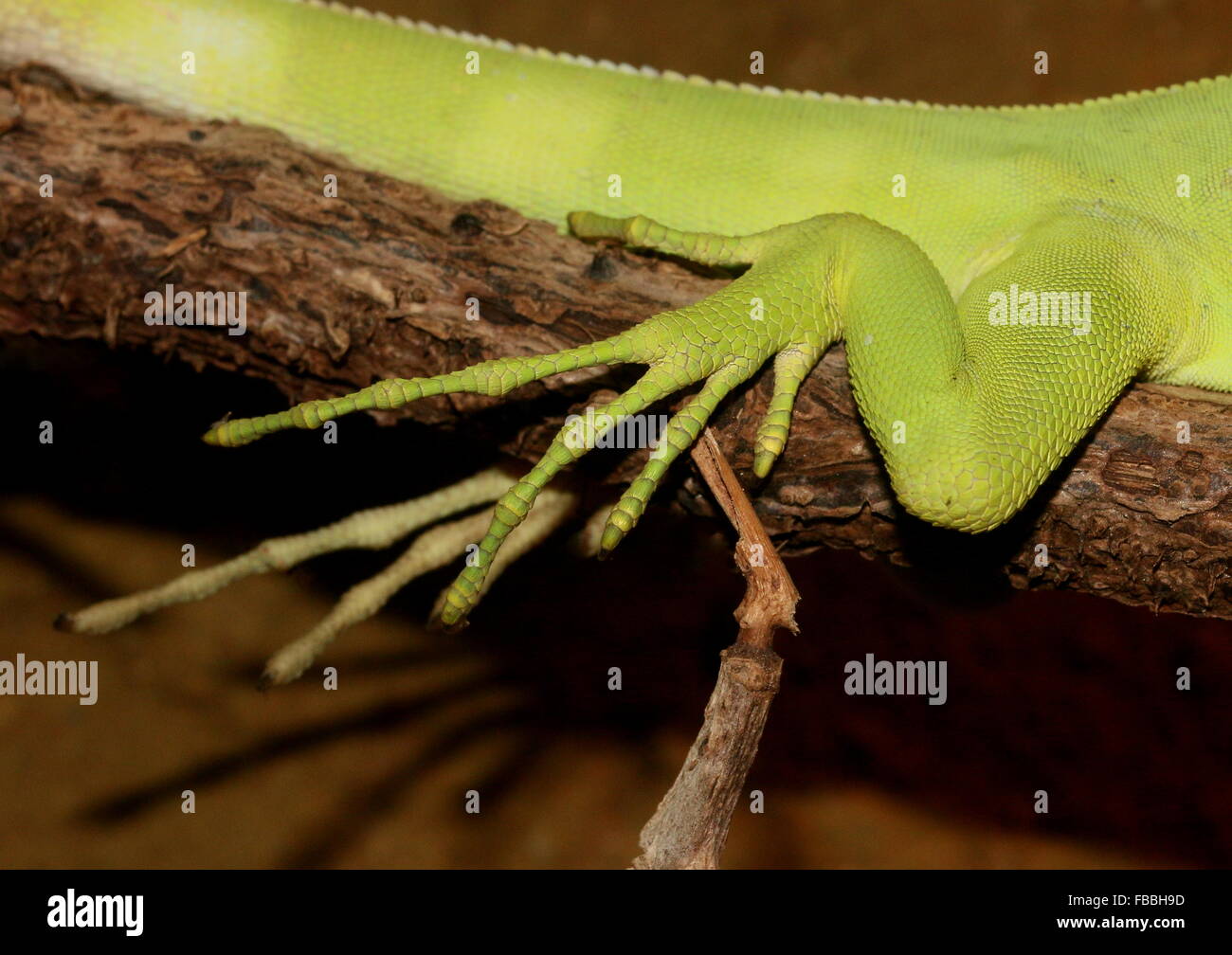 Fiji banded iguana (Brachylophus fasciatus), hind legs, feet and toes ...
