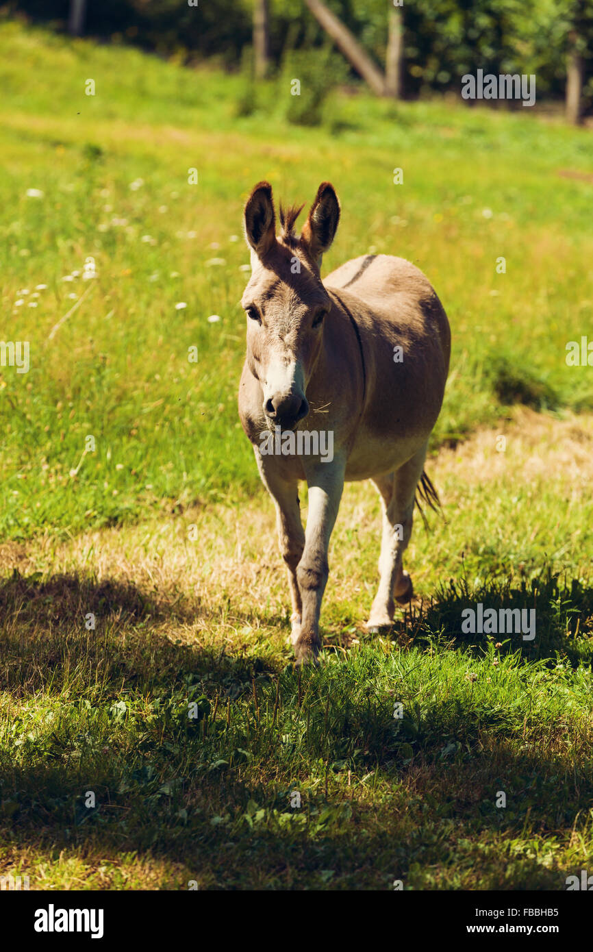 Donkeys free grazing, summer Stock Photo - Alamy