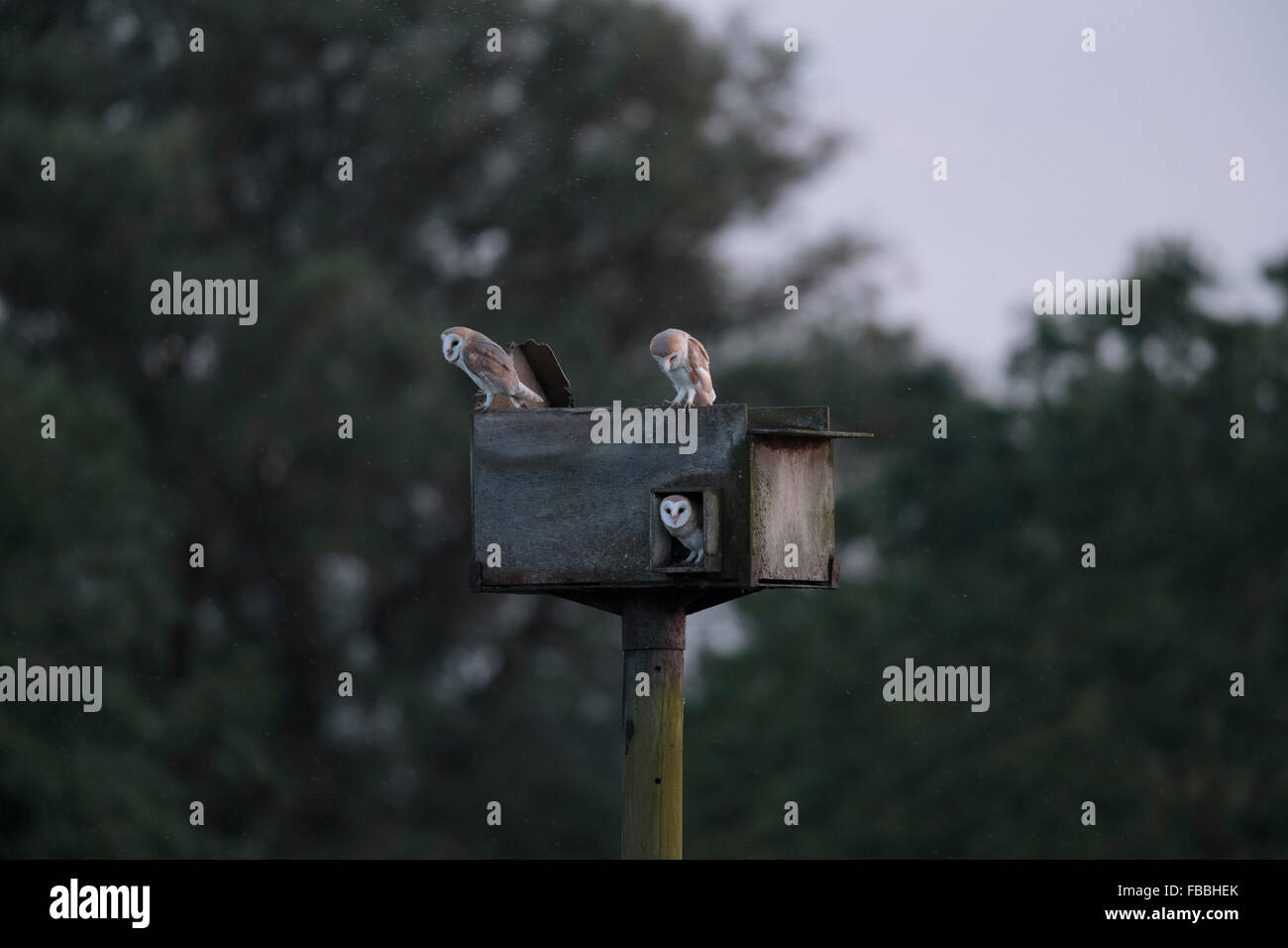 Barn Owl, Tyto alba, young around nest box Stock Photo - Alamy