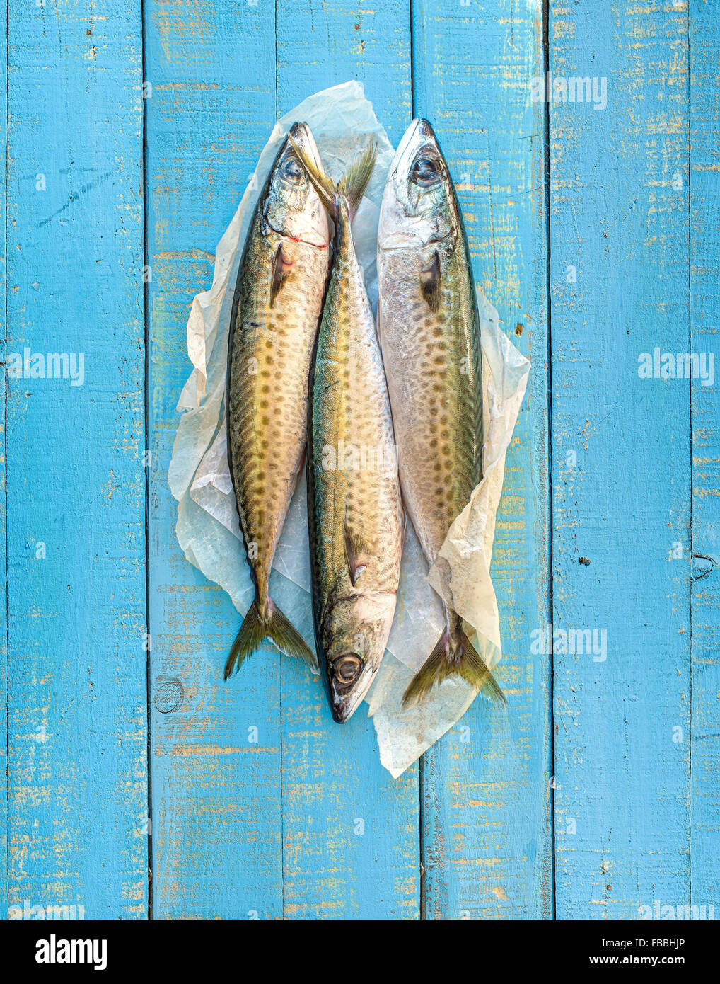 Scomber scombrus hi-res stock photography and images - Alamy