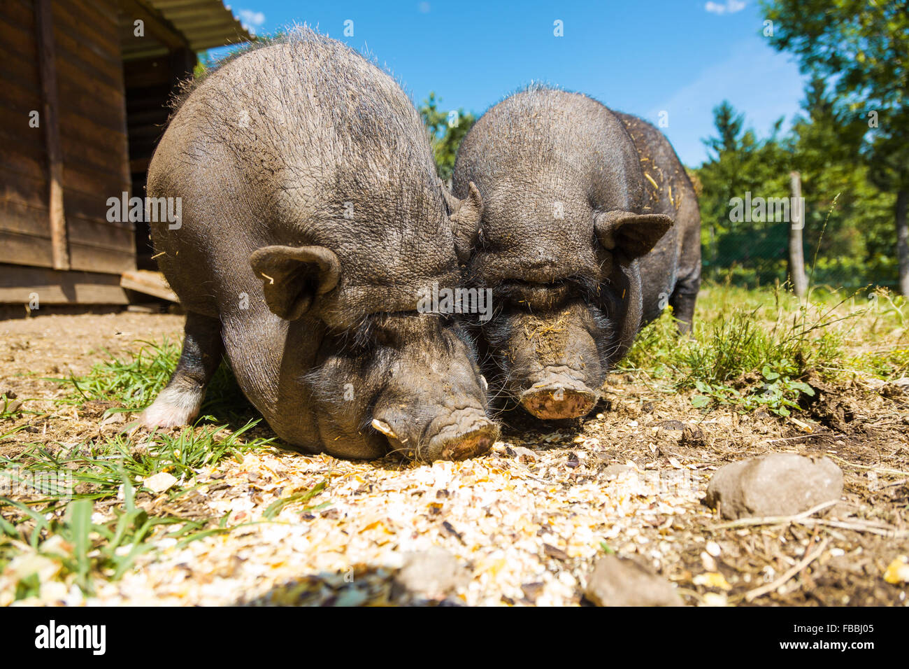 Close up large dirty pig hi-res stock photography and images - Alamy