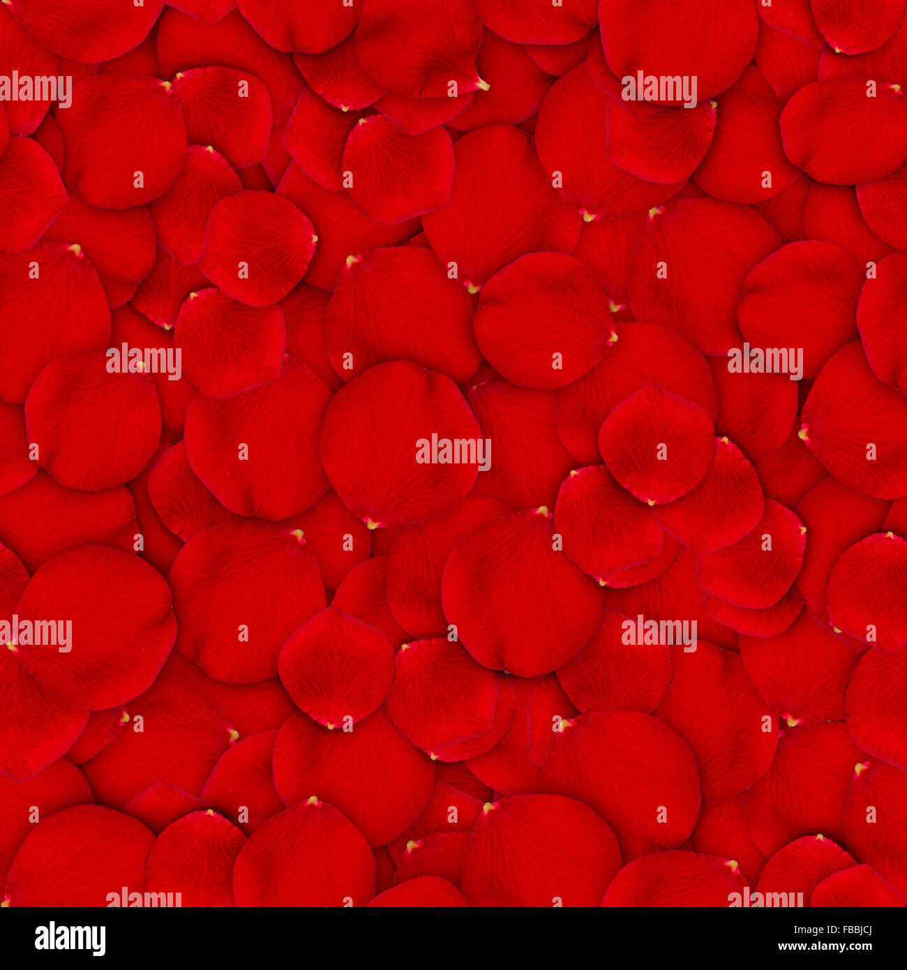 Seamless background of beautiful red rose petals Stock Photo - Alamy