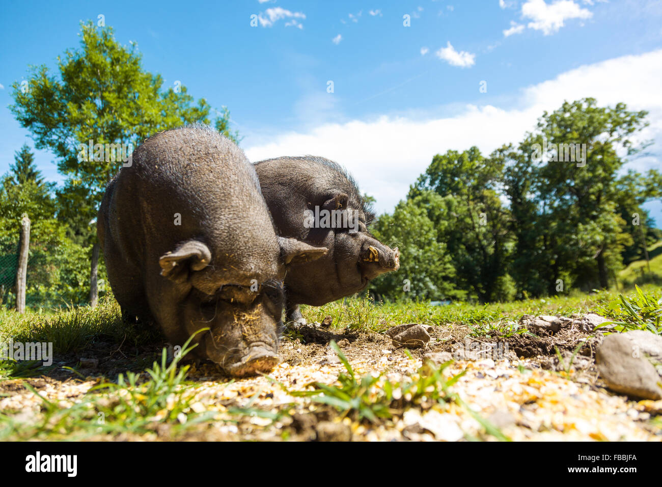 Pigs eat, close-up view Stock Photo - Alamy