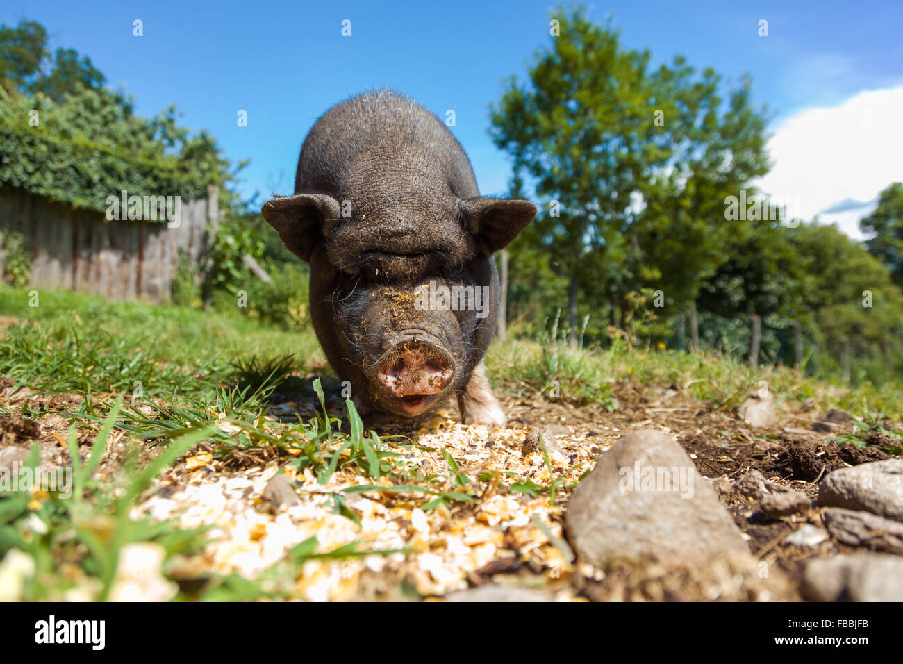 Pigs eat, close-up view Stock Photo - Alamy