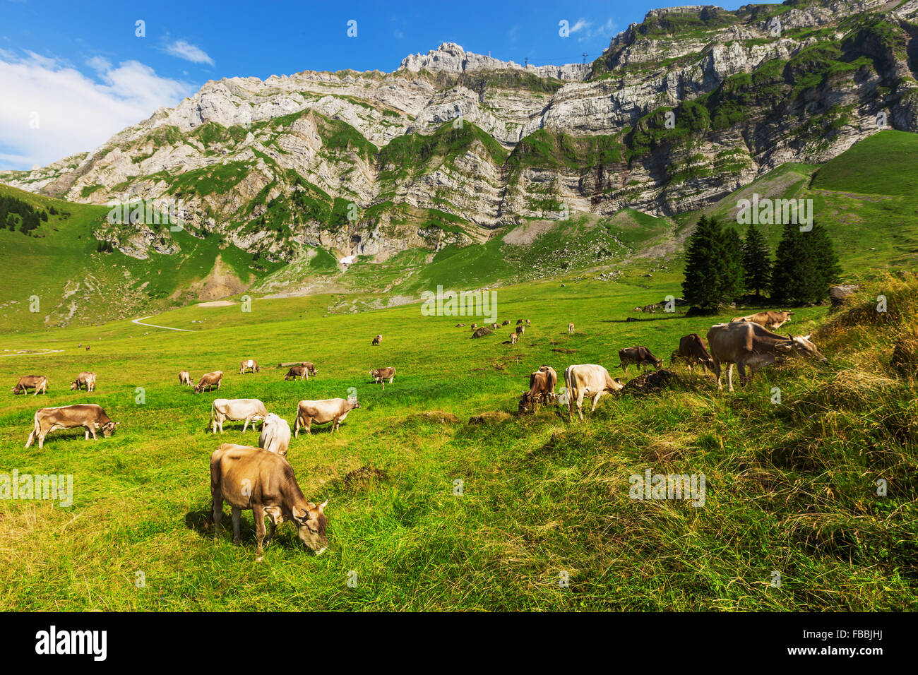 Cows grazing in a typical Alpine landscape Stock Photo - Alamy
