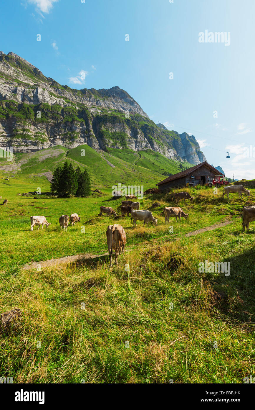 Cows grazing in a typical Alpine landscape Stock Photo - Alamy