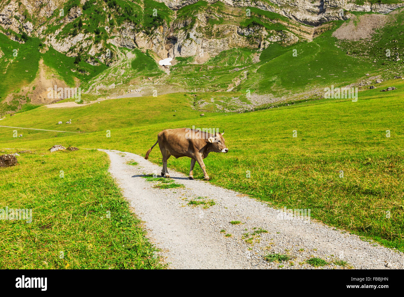 Cows grazing in a typical Alpine landscape Stock Photo - Alamy