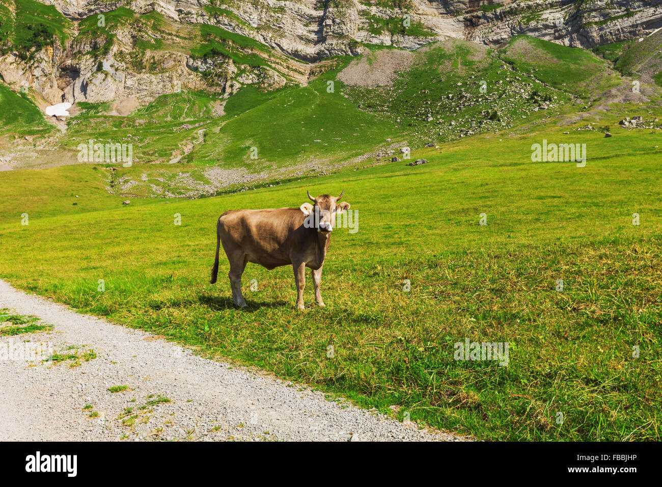 Cows grazing in a typical Alpine landscape Stock Photo - Alamy