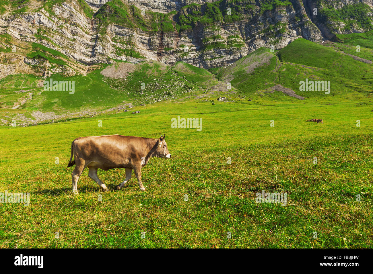 Cows grazing in a typical Alpine landscape Stock Photo - Alamy
