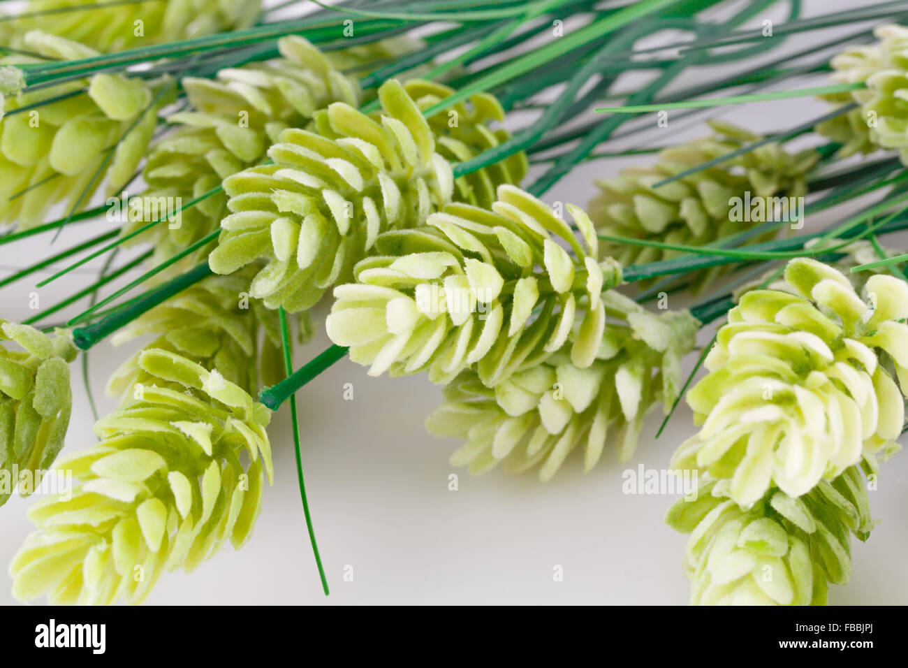 Fabric plant closeup picture Stock Photo - Alamy