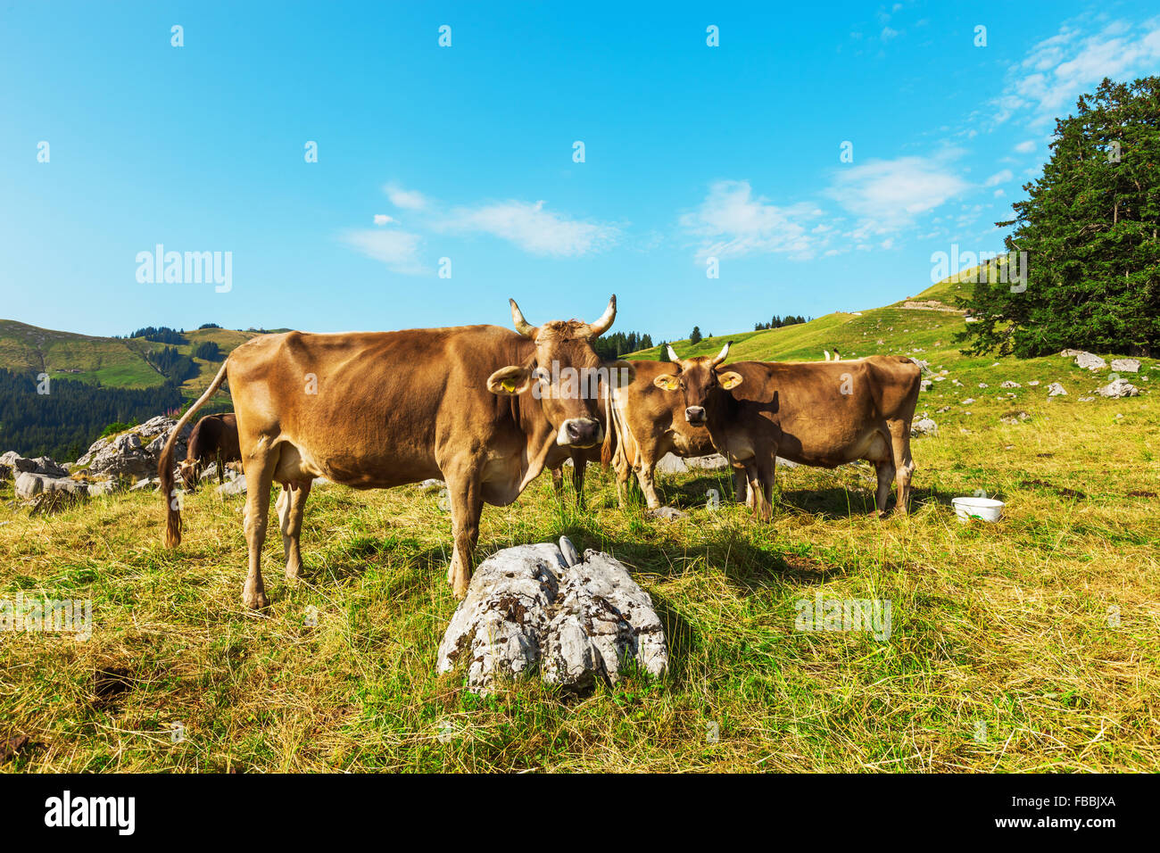 Cows grazing in a typical Alpine landscape Stock Photo - Alamy
