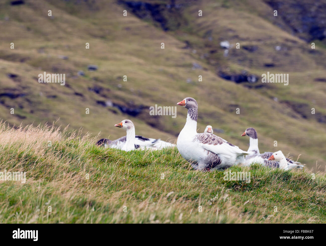 Faerroe Islands High Resolution Stock Photography and Images - Alamy
