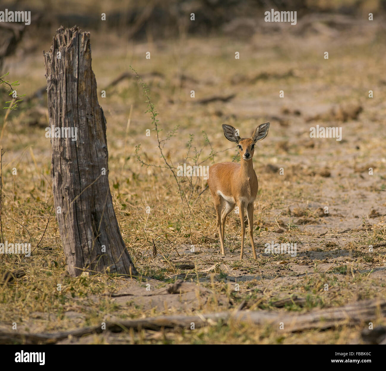 Female Steenbok antelope (Raphicerus campestris), Okavango Delta ...