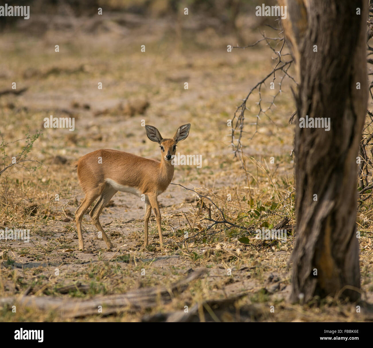 Female Steenbok antelope (Raphicerus campestris), Okavango Delta ...