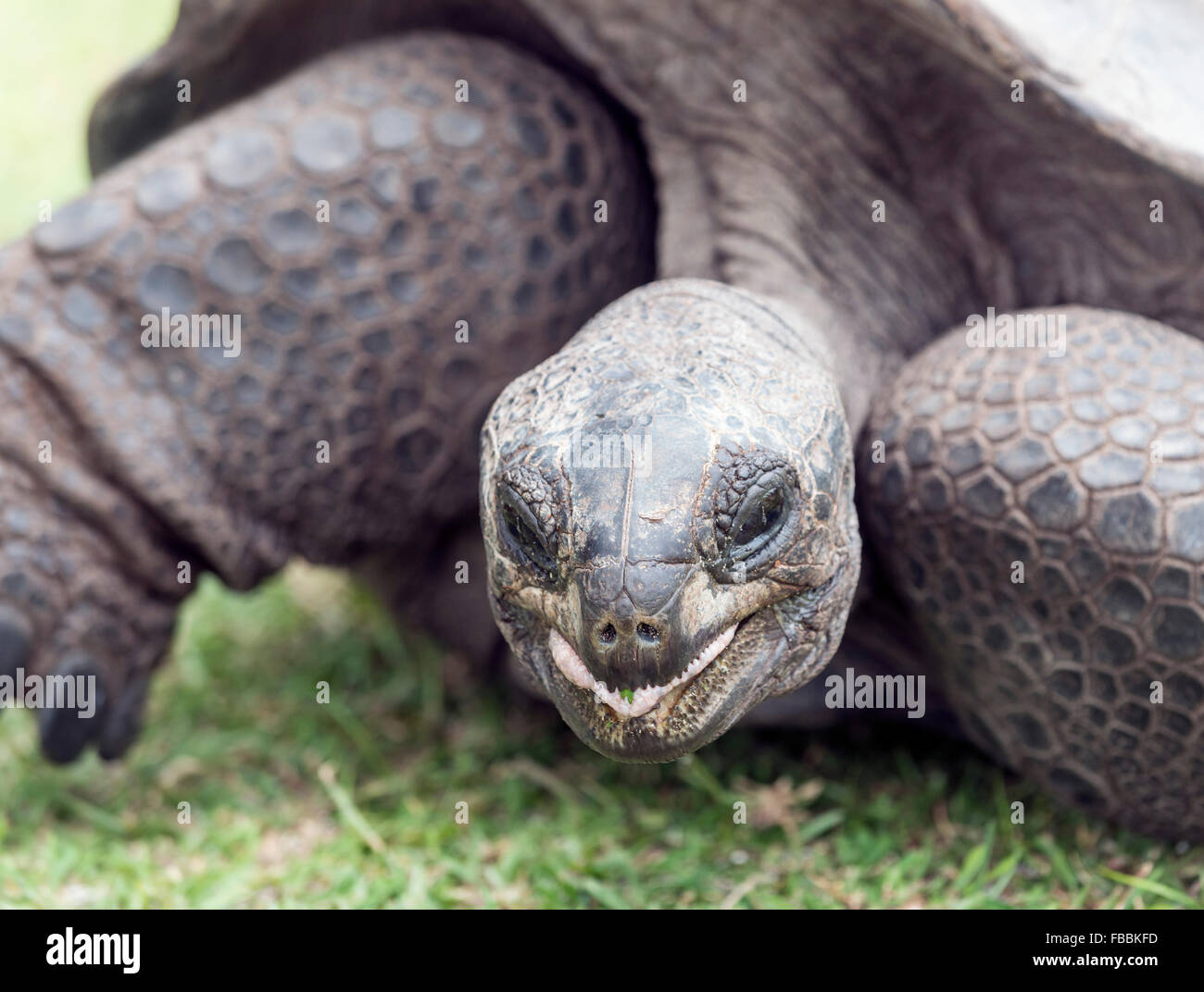 Aldabra giant tortoise Stock Photo - Alamy