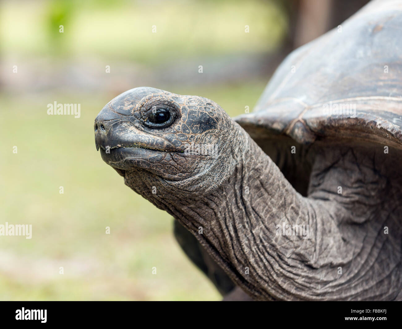 Aldabra giant tortoise Stock Photo - Alamy