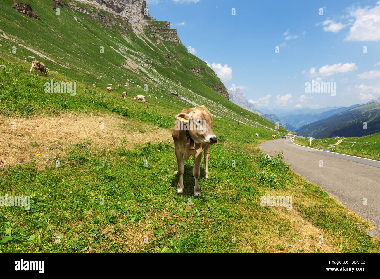 Cows grazing in a typical Alpine landscape Stock Photo - Alamy