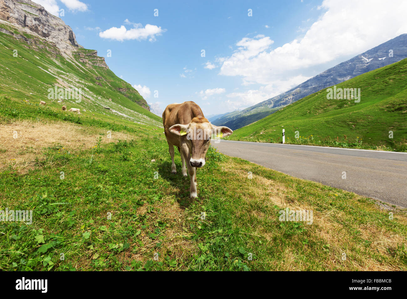 Cows grazing in a typical Alpine landscape Stock Photo - Alamy