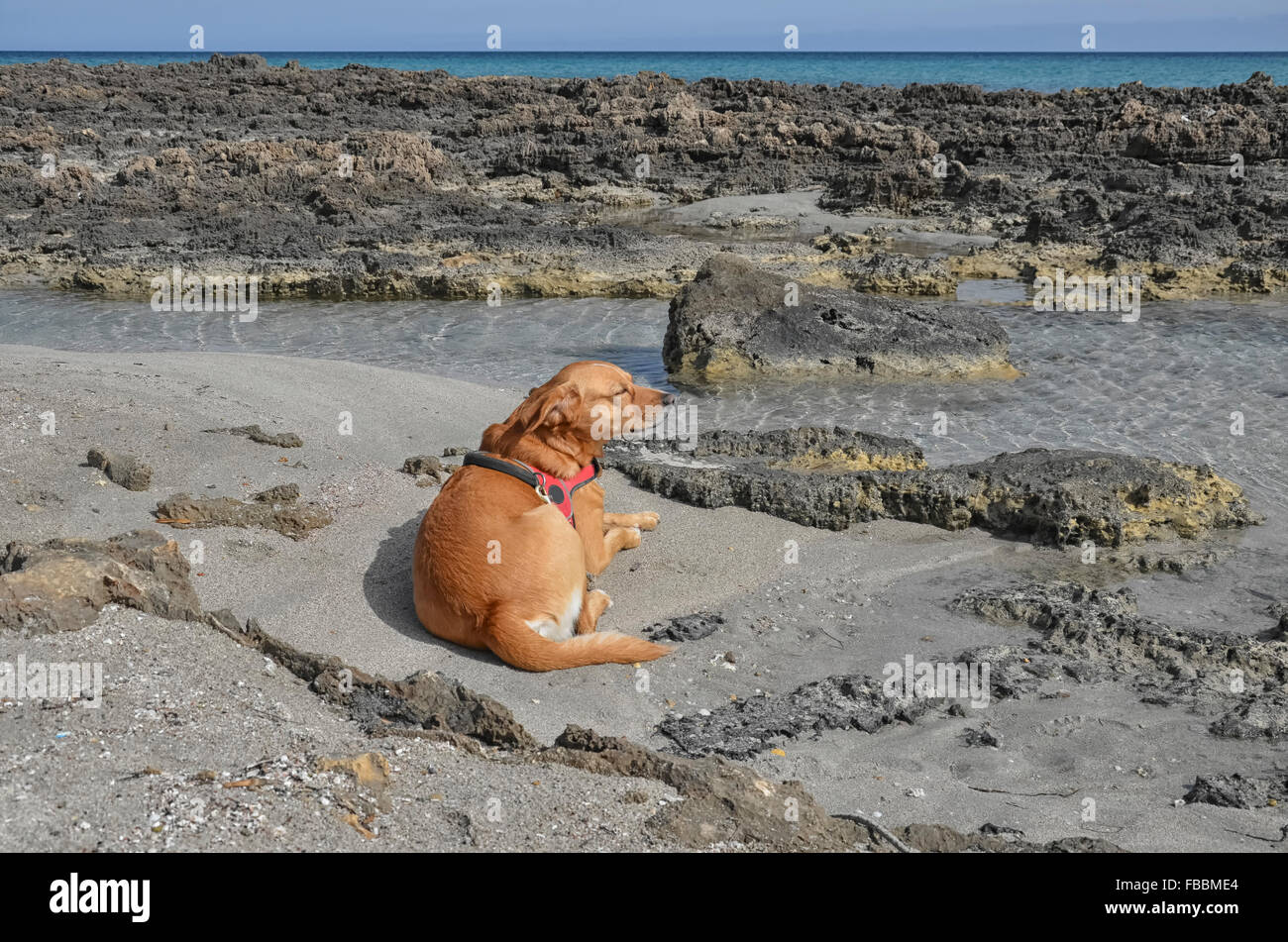 View of dog relaxing on the beach Stock Photo - Alamy