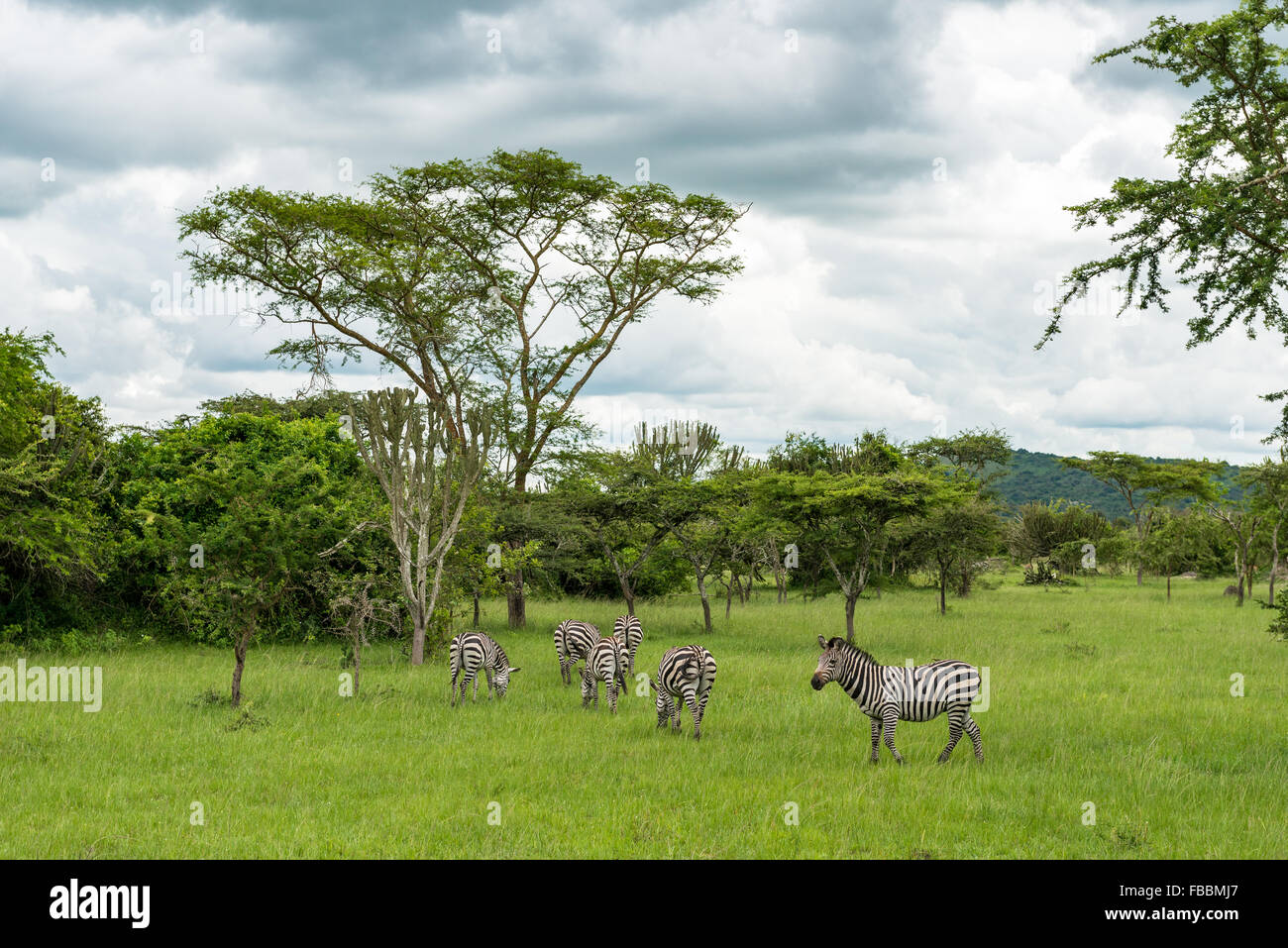 Group of Zebras in Lake Mburo National Park Uganda Stock Photo - Alamy