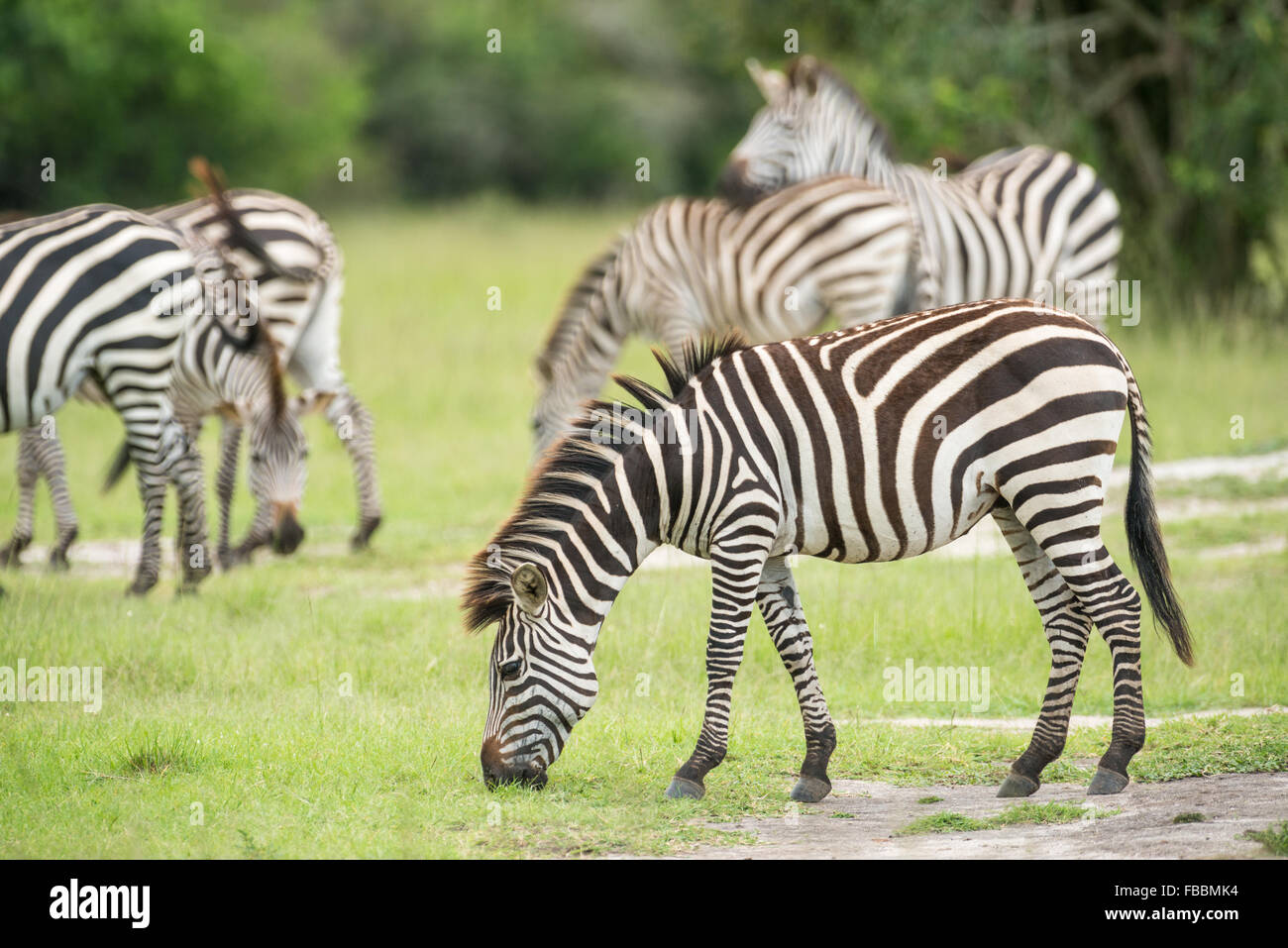 Zebra in Lake Mburo National Park, Uganda Stock Photo - Alamy