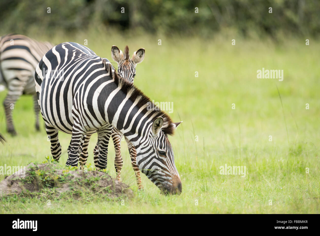 Zebra in Lake Mburo National Park, Uganda Stock Photo - Alamy