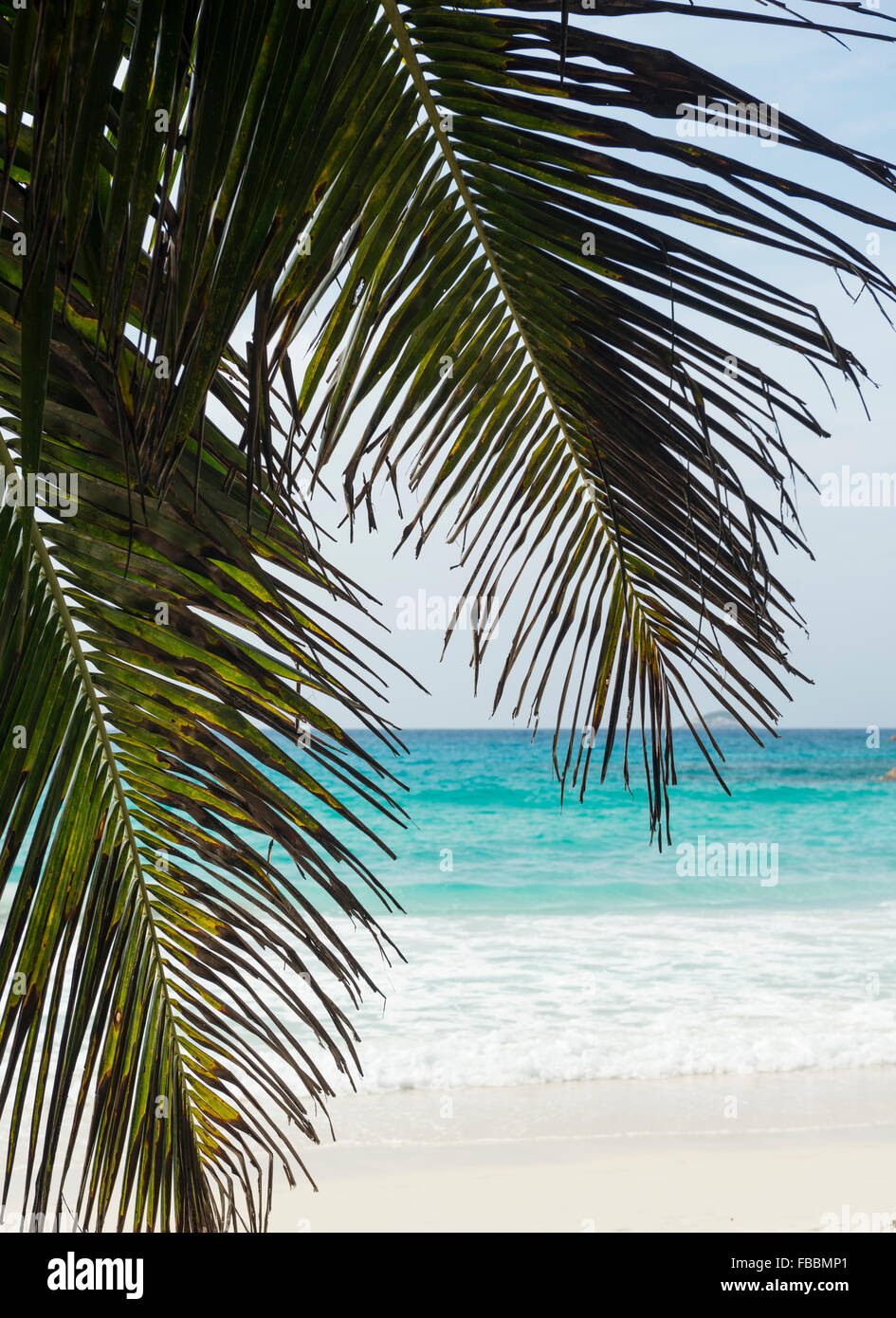 Palm leaves and sea Stock Photo - Alamy