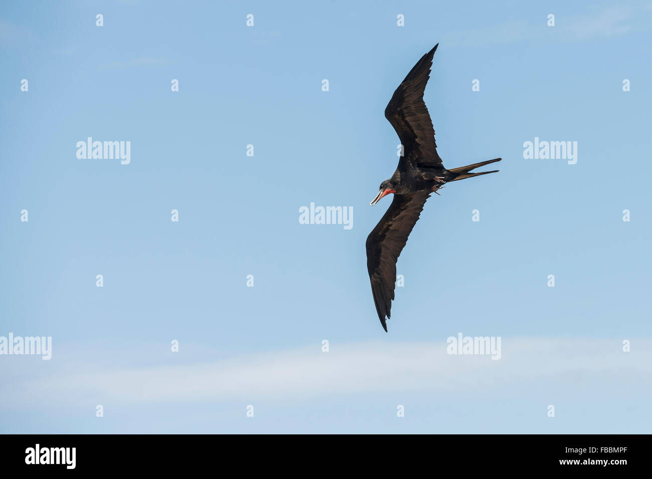 Frigatebird bird hi-res stock photography and images - Alamy