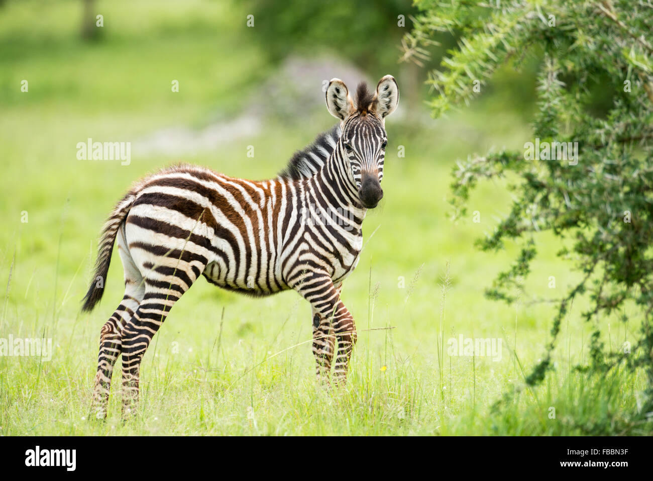 Zebra in Lake Mburo National Park, Uganda Stock Photo - Alamy