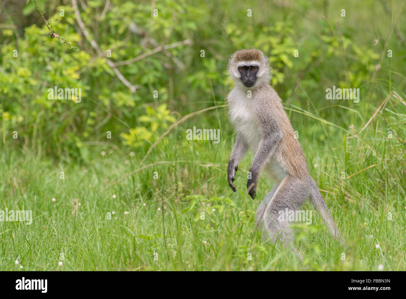 Vervet Monkey, Lake Mburo National Park, Uganda Stock Photo - Alamy