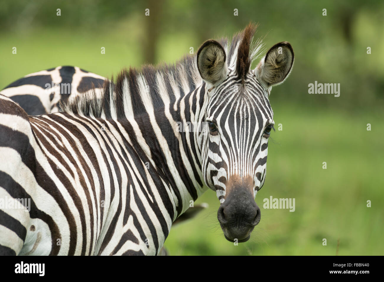 Zebra in Lake Mburo National Park, Uganda Stock Photo - Alamy