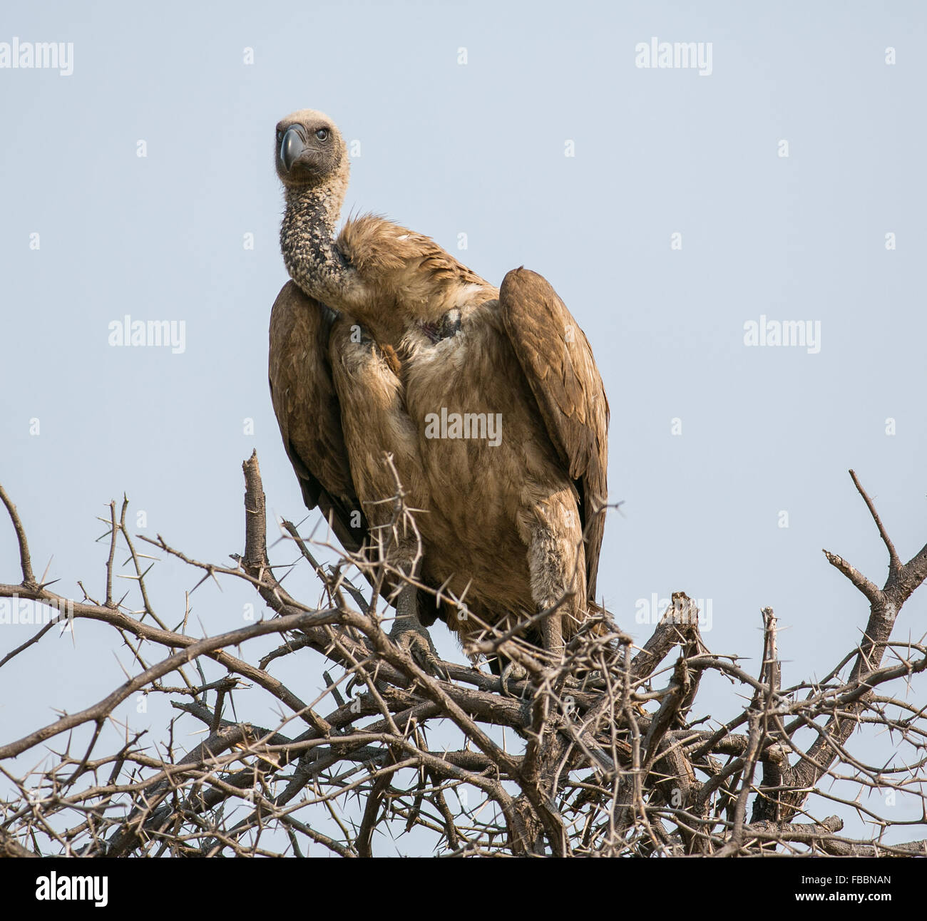 Vulture talons hi-res stock photography and images - Alamy