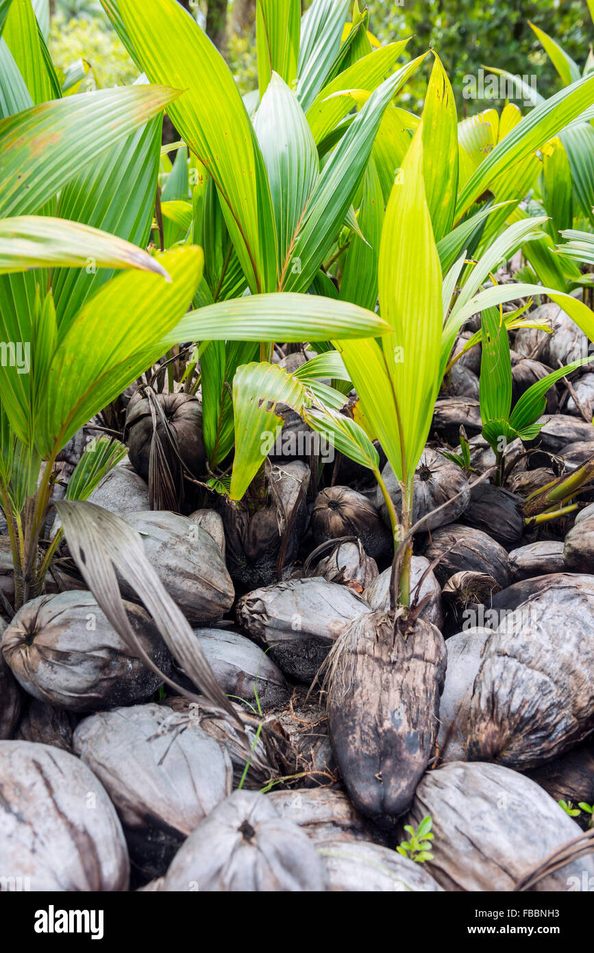 Coconuts cocos nucifera hi-res stock photography and images - Alamy