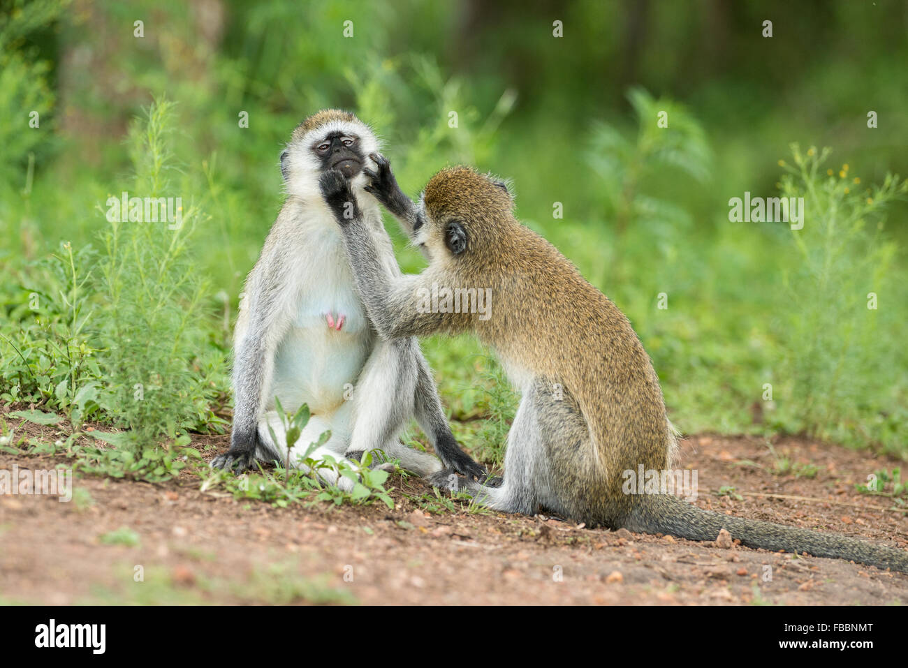 Tall monkey hi-res stock photography and images - Alamy