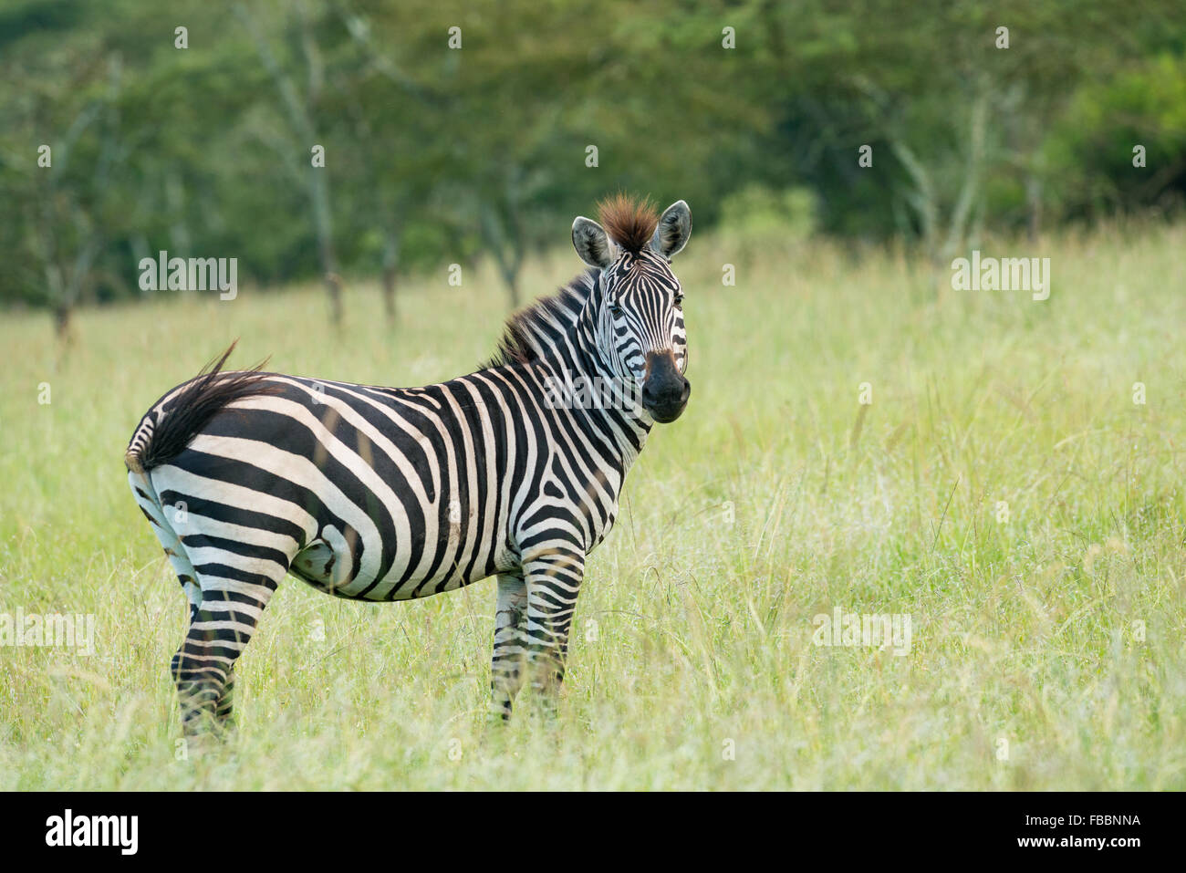 Zebra in Lake Mburo National Park, Uganda Stock Photo - Alamy