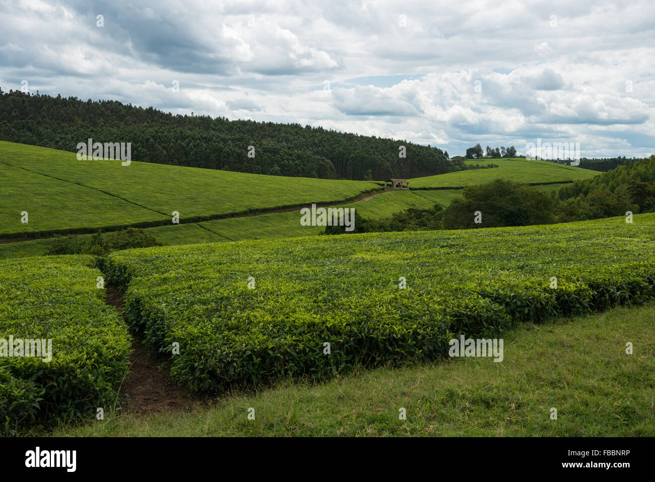 Landscape of a tea plantation in Uganda, Africa Stock Photo - Alamy