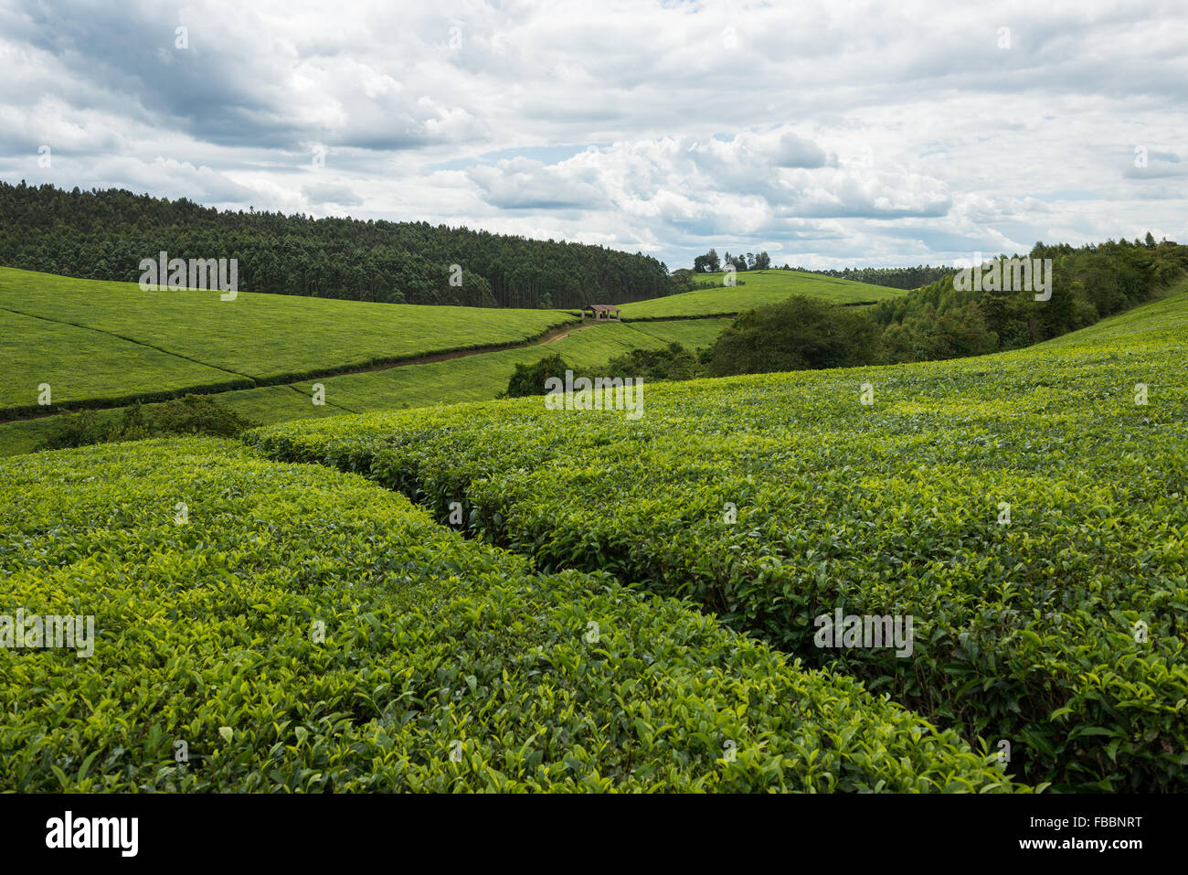 Landscape of a tea plantation in Uganda, Africa Stock Photo - Alamy