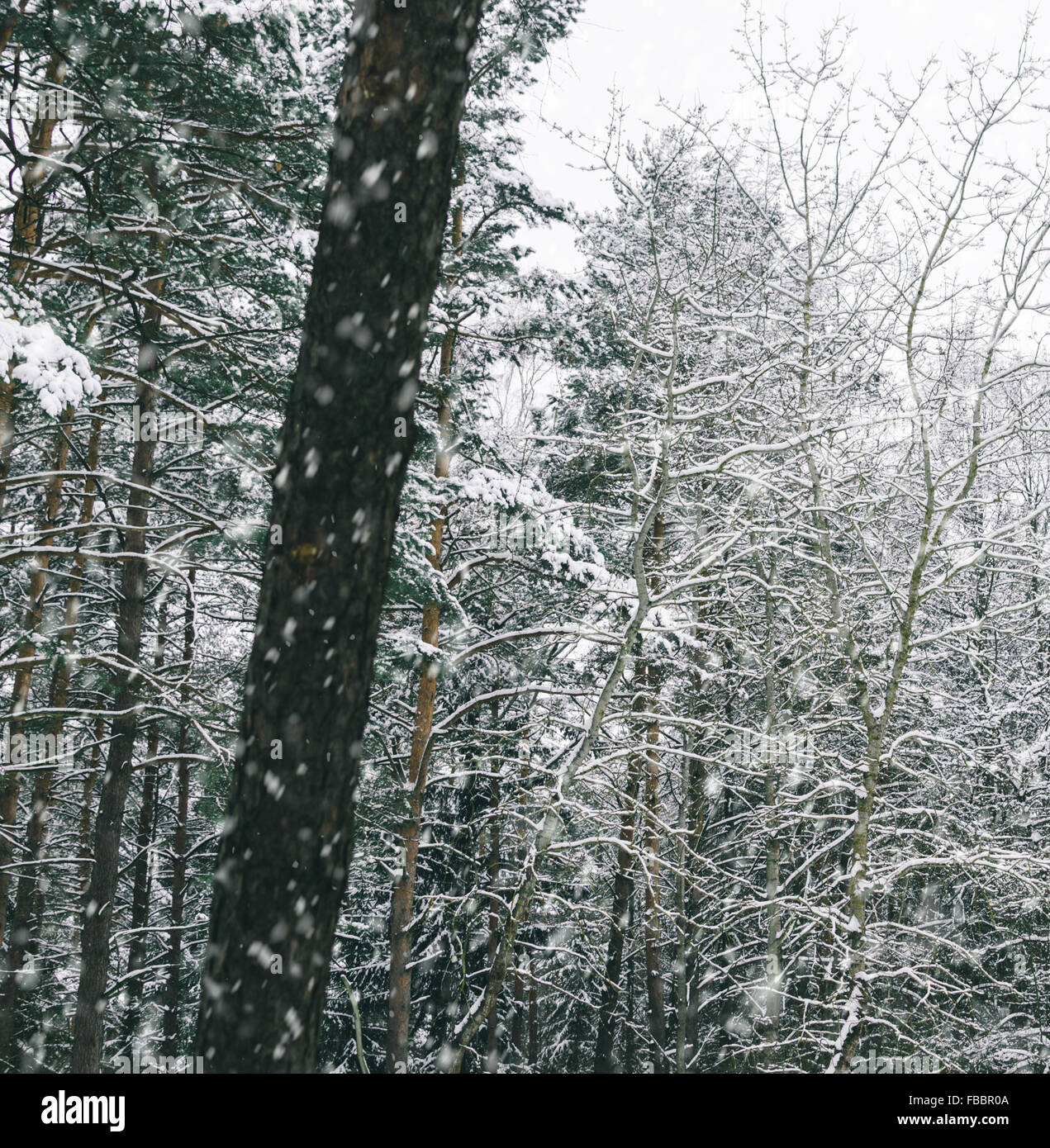 Beautiful falling snow in forest hi-res stock photography and images ...