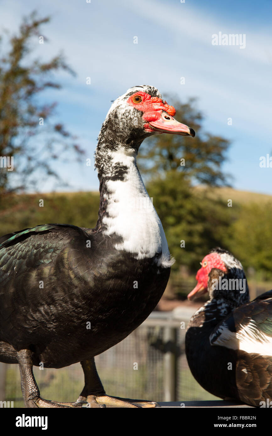 Muscovy duck hi-res stock photography and images - Alamy
