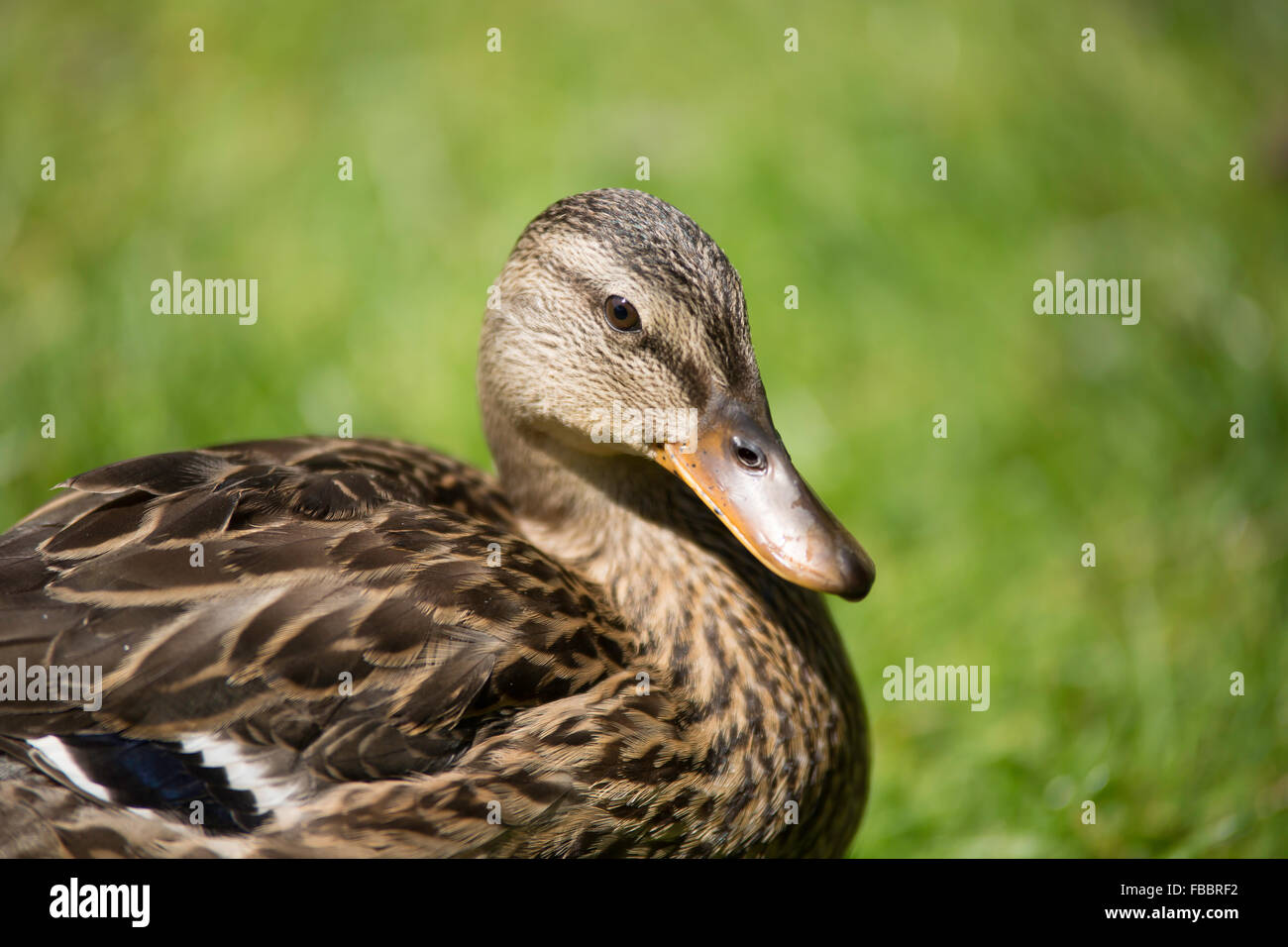 Duck in the field Stock Photo - Alamy
