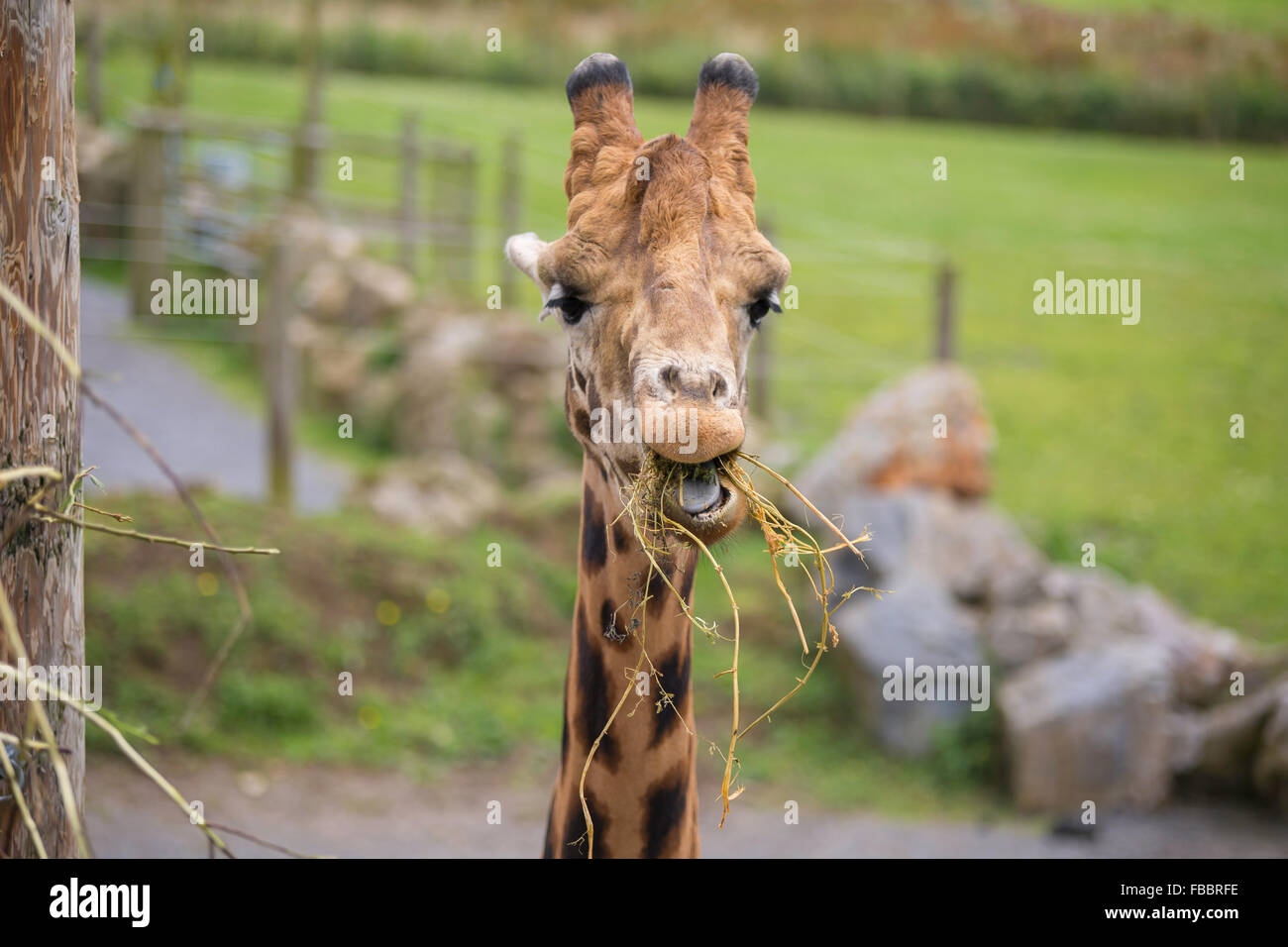 Giraffe chewing grass Stock Photo - Alamy