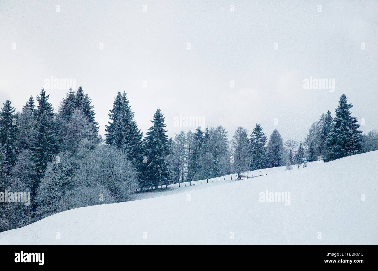 A photograph of a row of snow covered trees set against deep white snow ...