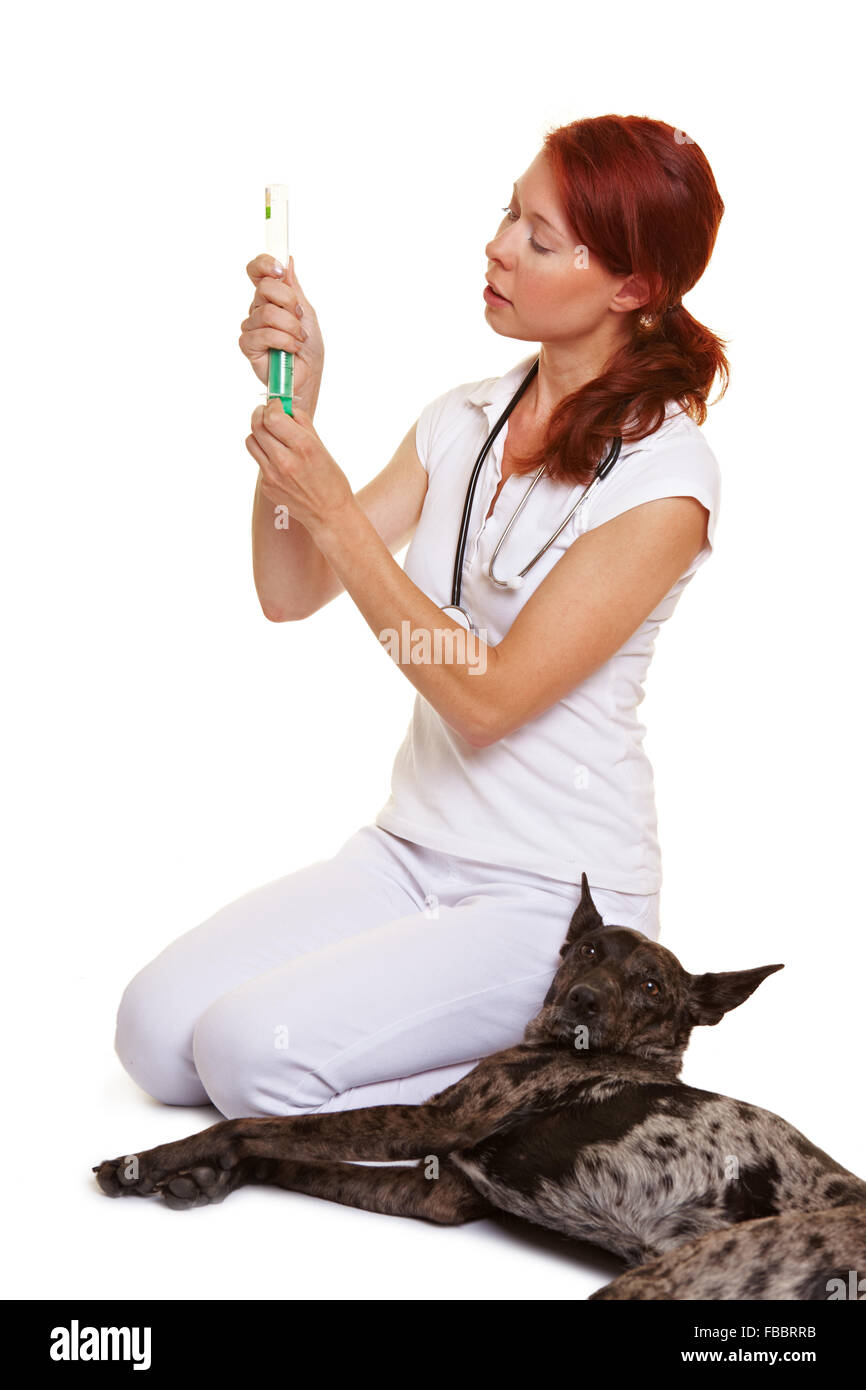 Veterinarian with dog preparing a syringe for injection Stock Photo - Alamy