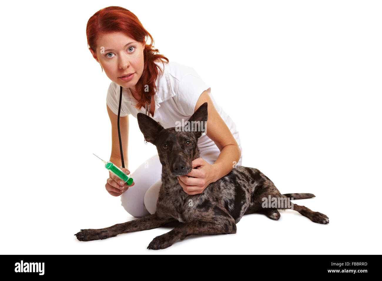 Doctor giving injection to dog Cut Out Stock Images & Pictures - Alamy