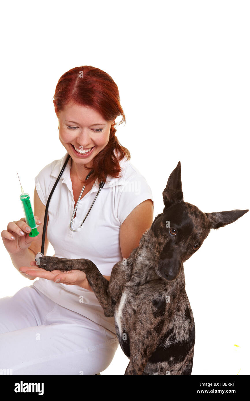 Smiling vet giving an injection in dog paw Stock Photo - Alamy