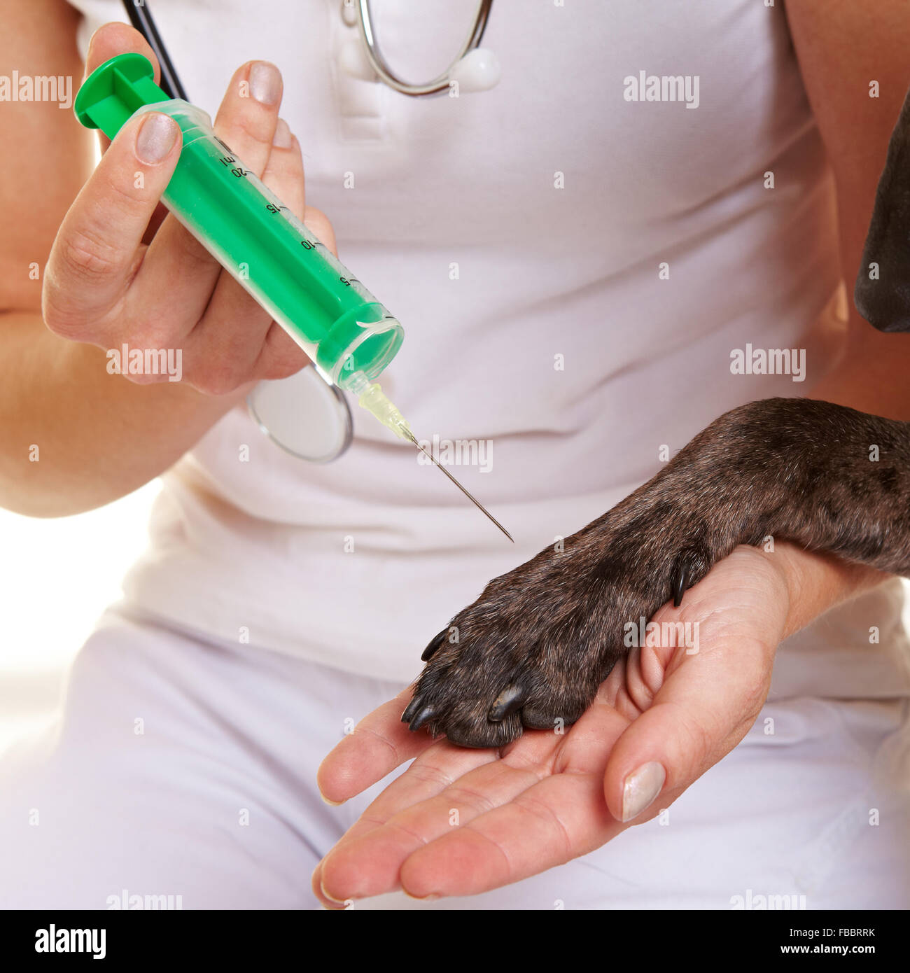 Vet giving injection with syringe in dog paw Stock Photo - Alamy