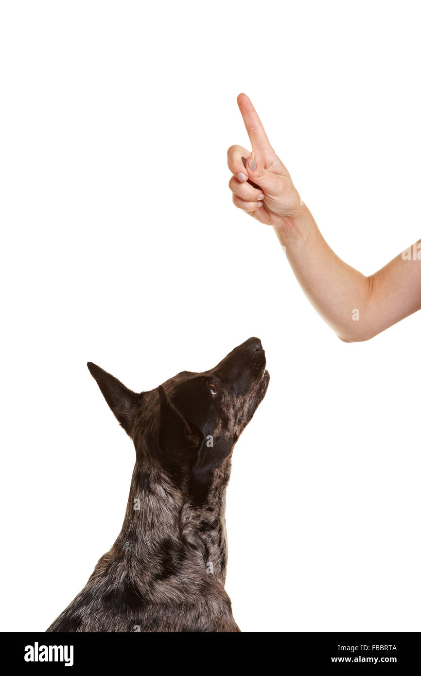 Dog learning tricks looking up to index finger Stock Photo - Alamy